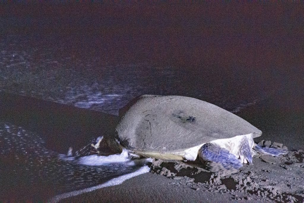 El desove de las tortugas en Sukamade - Asia