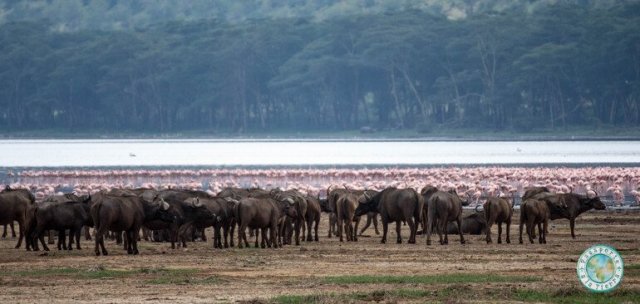 Safari por el Lago Nakuru 【2025】⭐Guia para visitar Nakuru