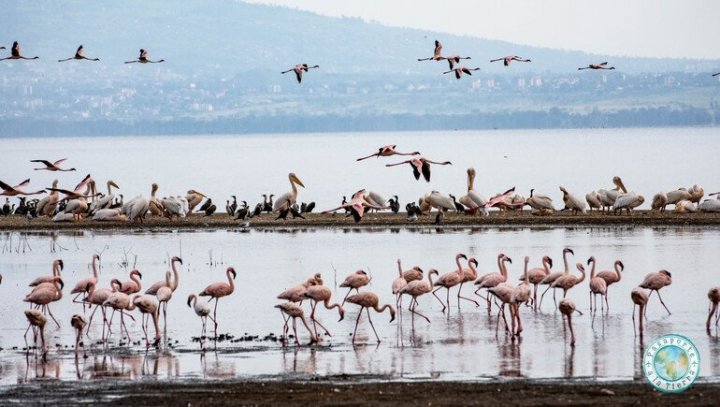 Safari por el Lago Nakuru 【2025】⭐Guia para visitar Nakuru