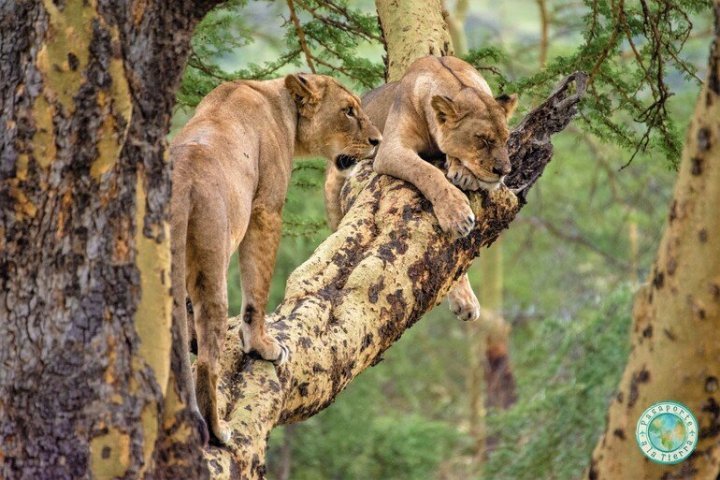 Safari por el Lago Nakuru 【2025】⭐Guia para visitar Nakuru