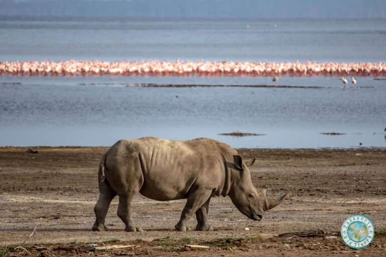 Safari por el Lago Nakuru 【2025】⭐Guia para visitar Nakuru