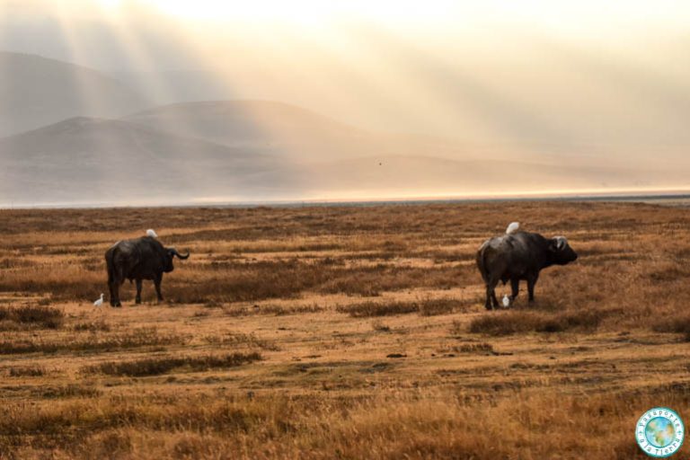 Safari Cráter Ngorongoro 【2025】⭐ Visitar Ngorongoro