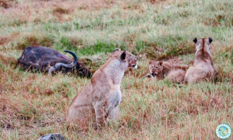 Safari Cráter Ngorongoro 【2025】⭐ Visitar Ngorongoro