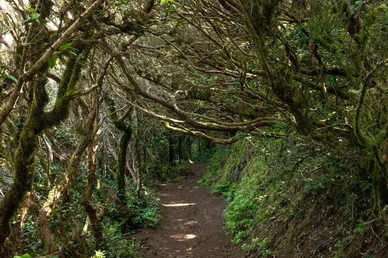Que ver y como visitar el Parque Rural de Anaga ⭐【2025】